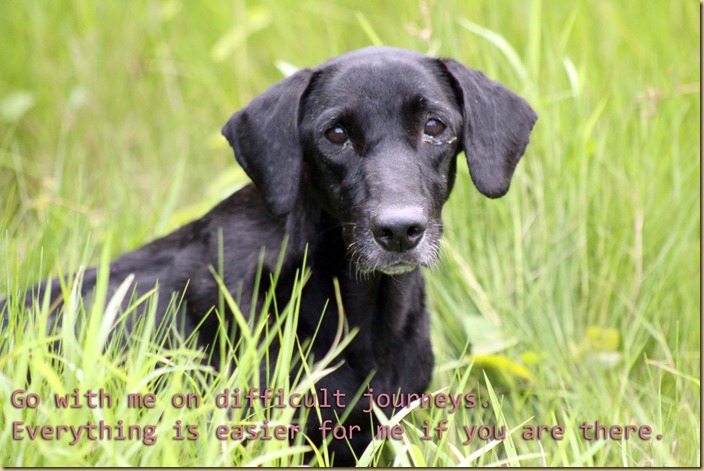 You Had Me At Woof: The 10 Canine Commandments # 6